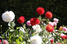 Jennifer E. Adams age 41 of Helena